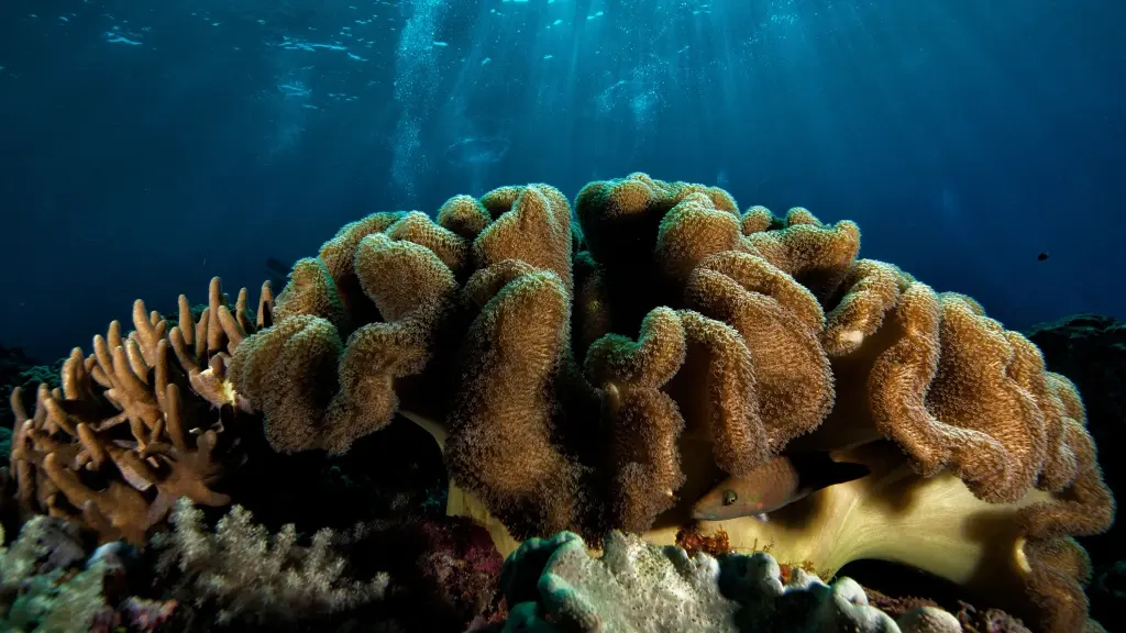 Layang Layang Diving Malaysia – Explore Layang Layang Island