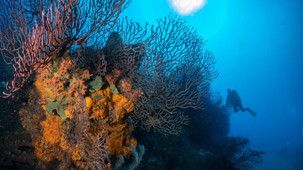 Caribbean Liveaboards | Liveaboard Diving Holidays | RegalDive